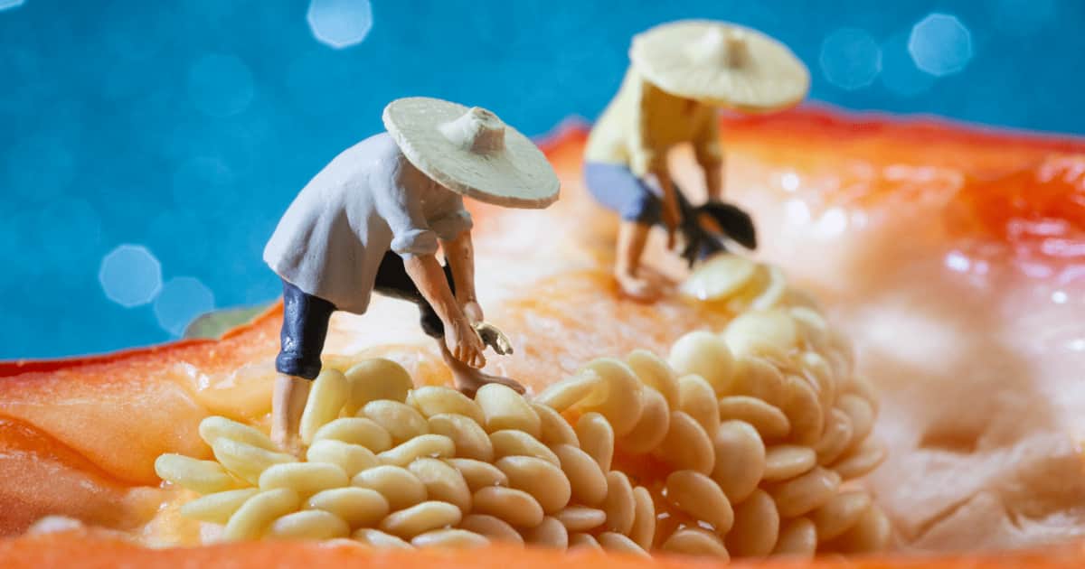 Creative Miniature Photography: Tips & Ideas from the Experts