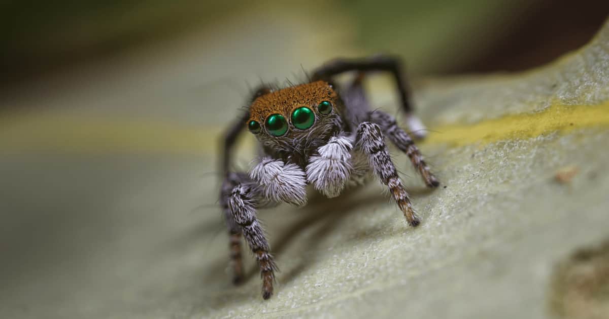 Die winzigen Welten der Natur einfangen mit Paul V Harrison – Affinity Blog